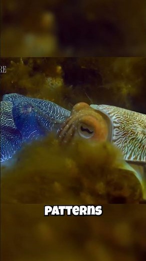 Giant Cuttlefish: The Final BATTLE for Love! 💔🦑