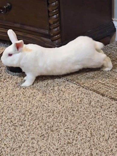 Bunny first world problem 🤣🐇🐰 #pet #petsoftiktok #bunny #rabbit #bunbunandpeppy