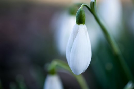 Analysis of the poem To a Snowdrop by Willam Wordsworth