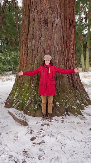 2.3K views · 194 reactions | Sequoiadendron giganteum do Parque Hosenhöhe em Darmstadt | Pássaros, insetos, árvores, e flores | Facebook