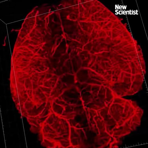 See inside a mouse brain