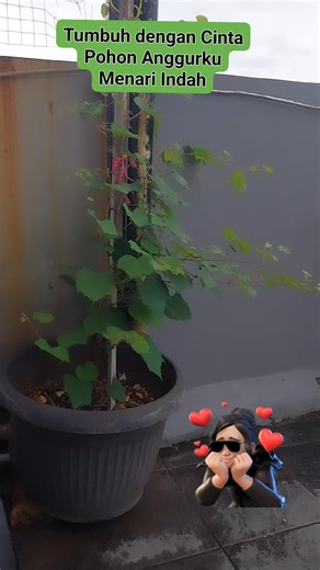 Growing with love,my grapevine dances beautifully🍇 | Rusti Yada Wasista