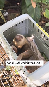 19K views · 1.1K reactions | Not all sloth work is the same... Some...