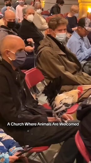 SimbaForPlanet 🦁 on Instagram: "🙏🐾 When faith embraces compassion — a church that welcomes animals, because every soul matters. ❤️ #AllGodsCreatures #FaithAndLove #church #goddess #animals #jesus #love"