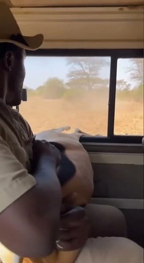 Leopard Chase Ends at Jeep Window