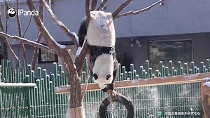 54K views · 4.4K reactions | With snow, the swing is now panda’s feud, officially, not toy any more. | iPanda | Facebook