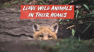 1.3K views | Showing kindness to animals (the Jewish value tza'ar ba'alei chayim) is a theme in many PJ Library selections. How do you express kindness to living creatures? For more, check out 11 books that feature this very topic: https://pjlibrary.org/beyond-books/pjblog/june-2018/11-books-about-caring-for-animals | PJ Library | Facebook