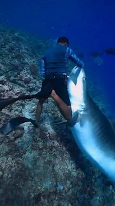 6M views · 10K reactions | #Shark #sharks #sharktank #SharkWeek #SharkAttack #sharkdiving #sharktooth #SharkFishing #sharktattoo #sharky #sharkie #sharkbait | K. Perkins | Facebook