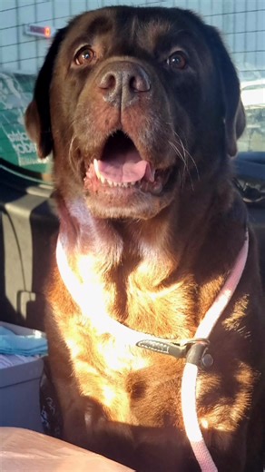 1K views · 14 reactions | #chocolatelabradorretriever #labradoroftheday #labrador | Labradors Sweet Tender Chocolate | Facebook