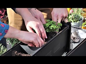 How to plant up your PlantBox troughs