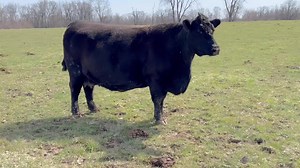 53K views · 648 reactions | In 1962 our Angus herd began with a single cow, she was a Lady Barbara. That cow family was bred by a local Angus producer and today remains much the same as it was then. Many phases in the industry has passed but this cow family stays the same. This female represents the Lady Barbara look that has made us so fond of them. | Musgrave Angus | Facebook