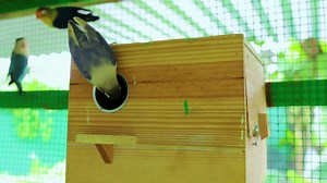 5.5K views · 421 reactions | Farm's Biggest African Lovebird Breeding Aviary ( New video tonight ) | Dexter's World | Facebook