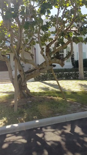 epsteins house palm island#shorts #001 #reactions #fyp #extreme