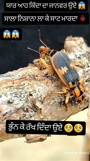 Anyone know this insect name? #punjabisong #haryanvisong #viral #song #woodworking #2026 #shorts