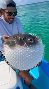This wild 10-second clip captures a diver in a tropical blue ocean holding up a massive, spiky pufferfish that's puffed up to full defense mode—complete with its wide-eyed, open-mouthed stare right back at him! The ultimate underwater comedy moment: who's more shocked, the fish or the guy? Pure ocean magic and laughs! 🌺 #Pufferfish #UnderwaterAdventure #FunnyFish #OceanVibes #DivingFail | LuxeVision Engine