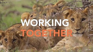 #ICCWC partners work together to provide operational support, technical assistance, training and capacity-building to support countries to combat #wildlifecrime 🌍 See the full list of resources & trainings available ➡️ http://bit.ly/4bkRVNU #togetheragainstwildlifecrime via ICCWC_WFC | United Nations Biodiversity
