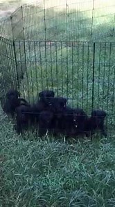 Poor puppies | SOS Labrador Retriever Rescue