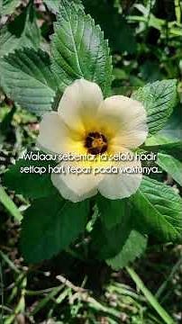 Bunga yang Hanya Setia Mekar di Jam Tertentu 🌞🌼 #turnerasubulata #bungayolanda