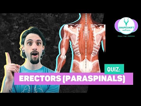 ERECTOR (PARASPINAL) MUSCLES | Anatomy QUIZ | Yoga Anatomy Lesson
