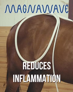 🐎 MagnaWave PEMF machines are made for the health and wellness of your animals!🙏 The latest technology that naturally benefits your animal's physical, mental, and behavioral wellbeing. Get started today!! ➡️ https://buff.ly/31QAJCA | MagnaWave Corporate - Wellness and Pain Relief