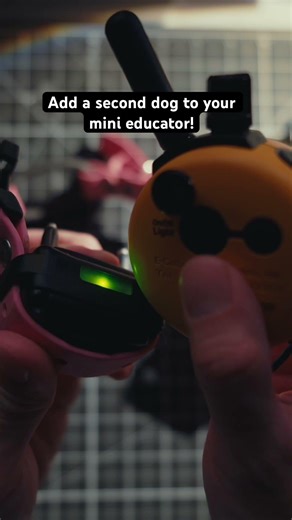 Add a second dog to your mini educator! #ecollar #minieducator