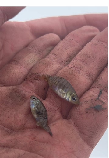 Tiny fish rescue! #fish #fishing #outdoors #wildlife #fyp