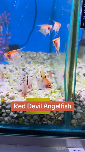 Baby Red Devil Angelfish #tropicalfish #FishTank #aquarium #angelfish #fish | Nautilus Aquatics