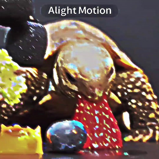 turtles is fast😅 #turtle #fyp #fypシ゚ #fypシ゚viral #fypシ゚viral🖤video #tyyyyyyyyyyyyyyyyy #tppppppppppppppppppp