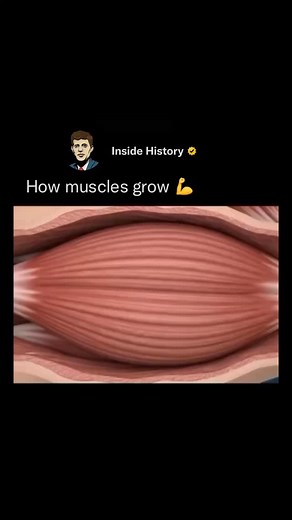 Muscle growth happens through a process called hypertrophy, which occurs when exercise—especially resistance training—creates tiny tears in muscle fibers. These microtears signal the body that the muscles have been pushed beyond their normal limits. In response, the body repairs and reinforces the fibers, making them stronger and more resilient! During recovery, proteins and other nutrients are used to rebuild the fibers, slightly increasing their size and strength each time. This is why rest, q
