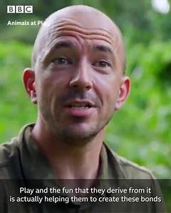 Evan is helping these orphaned chimps to develop by tickling them! Where do we sign up for his job?! 🙊😍 | BBC iPlayer