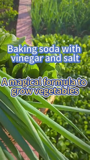 172K views · 3.7K reactions | Using baking soda, vinegar and epsom salt to make a magical formula to plant veggies #garden #gardening #planting #veggiegarden #farming #gardeningtips #fertilizer | Agriculture 2.1 | Facebook