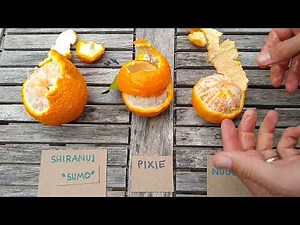 Shiranui, Pixie, Gold Nugget mandarin taste comparison