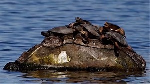 It’s #WorldTurtleDay! 🐢 Turtles are on the move right now. If you see a turtle on the road or trail: ✔️ Only intervene if it’s safe. ✔️ Gently move it in the direction it was headed — don’t turn it around! ✔️ Never remove a turtle from the wild — it’s illegal, and turtles belong in nature. 📸 See a turtle? Report it! Your sightings help ODFW protect Oregon’s native turtle populations and their habitats. Every report helps us understand where turtles are surviving and how to support them. - http