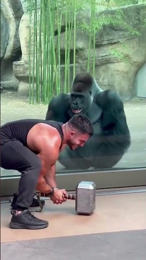 Gorilla Mocks a Muscular Man Failing to Lift Thor’s Hammer | Viral Zoo Moment