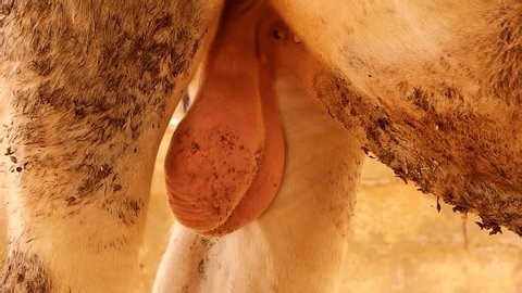 clip-3903047159-mammalian-testicle-where-scrotum-hangs-lower-hot