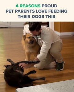 267 reactions · 17 shares | Ditch HIGHLY PROCESSED kibble   Try Dr...