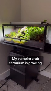 My Vampire Crab Terrarium Is Growing Out Of Control!!! #fypageシ #reel #fbreel #reels #fyp #fypreel #viralreel #foryoupage #fypシ゚viralシfypシ゚ #fypviralシ #bioactive #vampirecrab #paludarium #terrarium #simulatinganecosystem #indoorecosystem #pets #exoticpets #aquascape #aquarium #fishtank #halflandaquarium #vivarium #indoorgarden #bioactive #bioscape #exotics #fypageシ #terrariumplants #terrariummaintenance #simulation #simulatingecosystem #biosphere #natureinspired #miniecosystem | Alternateaquatic