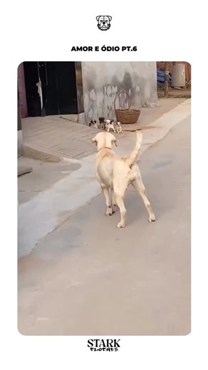 Seu momento de diversão. 🤣 #UseStark ®️ 🔗 Confira nossas peças, no nosso site oficial: www.starkclothes.com.br (link na bio). ✅ Qualidade premium garantida. 🚚 Frete grátis para todo Brasil. #humor #animaisengraçados #modamasculina | Stark Clothes