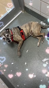 9-year old CAP senior's on the quest for her new soulmate 🥰 Is that you? 🤔 | Citizens for Animal Protection