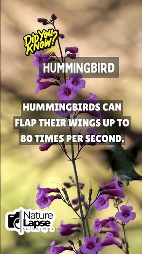 Hummingbird Wings: Nature's Rapid Flappers!