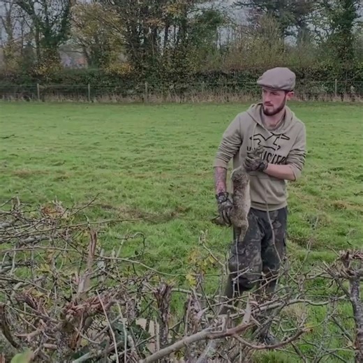 Catching rabbits using ferrets - Ferreting- rabbit hunting