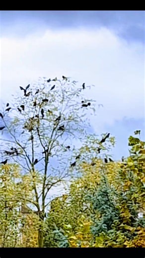 Following the sound of the murder of crows in our trees, I peered out the window. There were three times the number you see here as they cawed and fly around the dark sky. They usually fly north between 4:15-4:30 each day, and roost atop tombstones in the cemetery, creating a haunting and picturesque setting this time of year.🖤 | Maria DeSimone Prascak