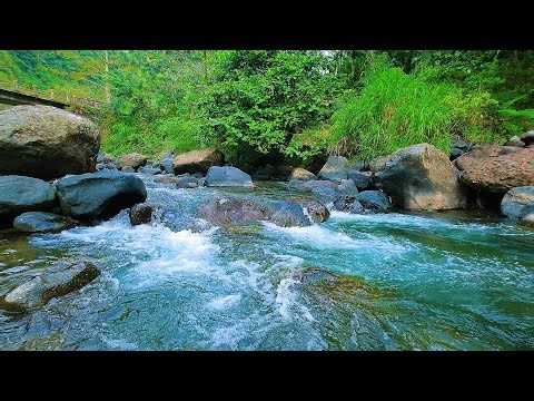 Nature Sounds for Calm – Serene River Flow and Forest Ambience