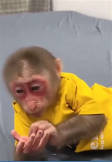 Monkey Lily 🐒 (@monkeylily_)’s videos with original sound - Monkey Lily 🐒