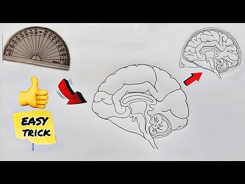 How to draw human brain step by step | easily for class 10 | easy way to draw human brain
