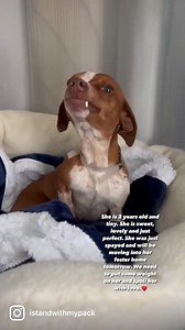 This absolute angel ended up at the shelter and we got the word that she needed us. The thing is we needed her actually, I mean look at that smile.😁 She is 2 years old and tiny. She is sweet, lovely and just perfect. She was just spayed and will be moving into her foster home tomorrow. We need to put some weight on her and spoil her with love.❤️ We named her Ladybug.🐞 Big thanks to @rita_earl_blackwell and @brandysheart for the safe pull and ride!🐾 #istandwithmypack #rescuedog #dogsofinstagra