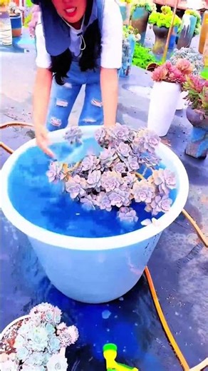 Prevent Succulent Rot: Monthly Fungicide Soak Tutorial