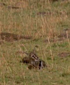 315K views · 2K reactions | baboon vs deer  #wild #wildlife #BT #wildlifephotography #wildanimal #wildanimals #animals #animal | My Monkey Jonny | Facebook