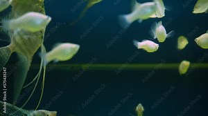 A beautiful silver scalar fish or angelfish with a long tail swims in the water. Aquarium fish concept. Lots of homemade fish with a roof plan.