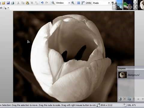 Create a Sepia Effect in Paint.NET